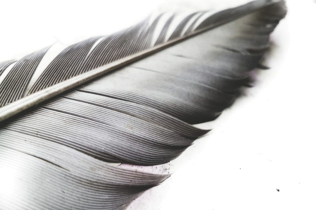 ᐈ ¿Qué simbolizan las plumas en la Biblia?